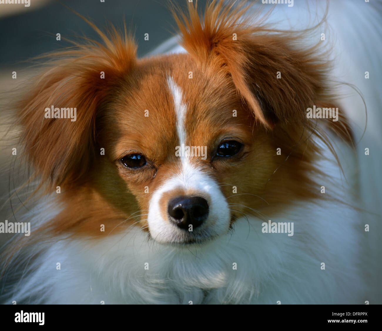 Pappillon hi-res stock photography and images - Alamy