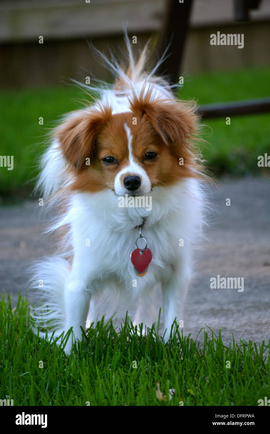 Pappillon hi-res stock photography and images - Alamy