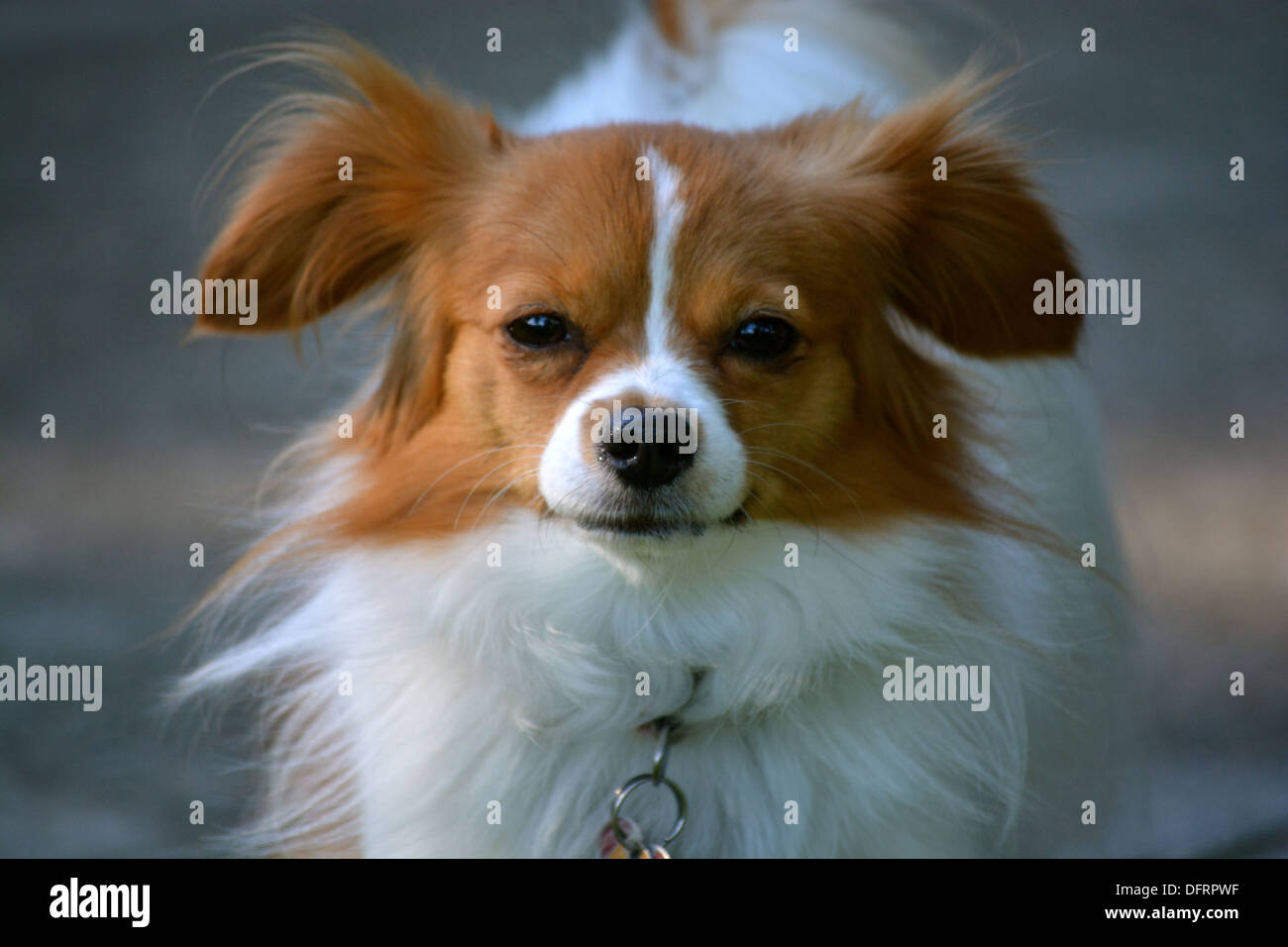 Pappillon Puppy Stares at the Camera Stock Photo - Alamy