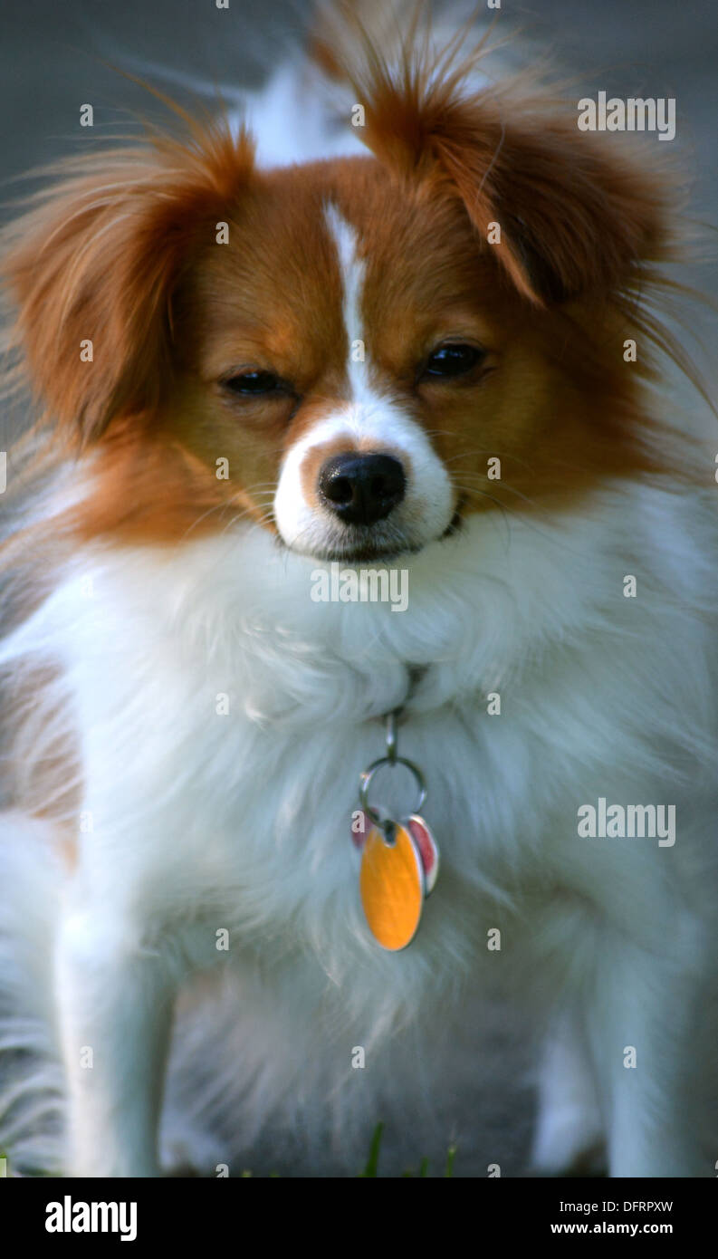 Pappillon hi-res stock photography and images - Alamy