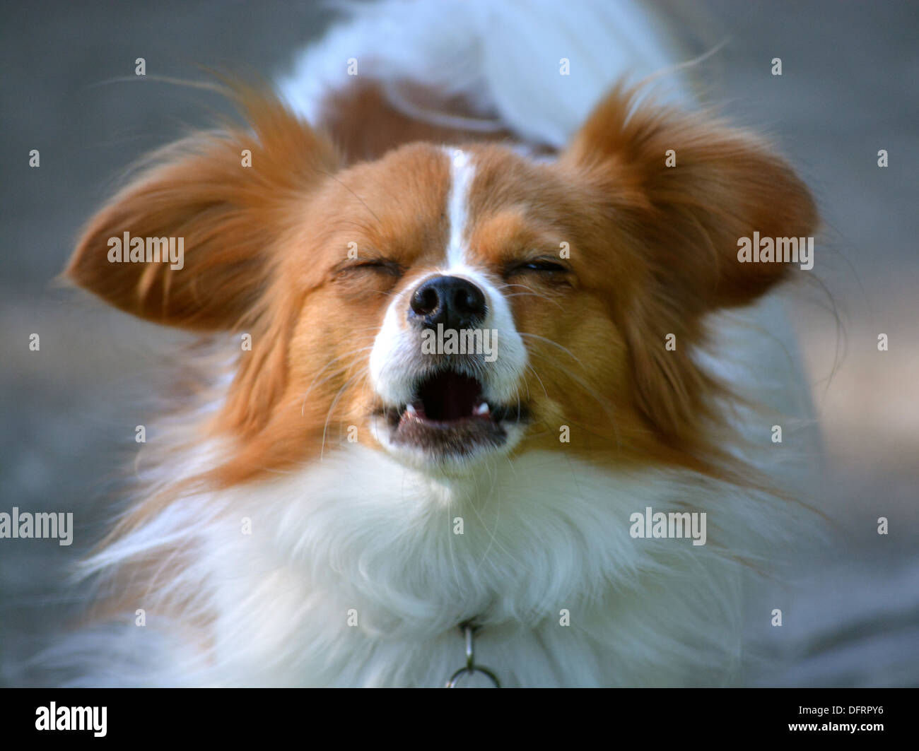 Pappillon hi-res stock photography and images - Alamy