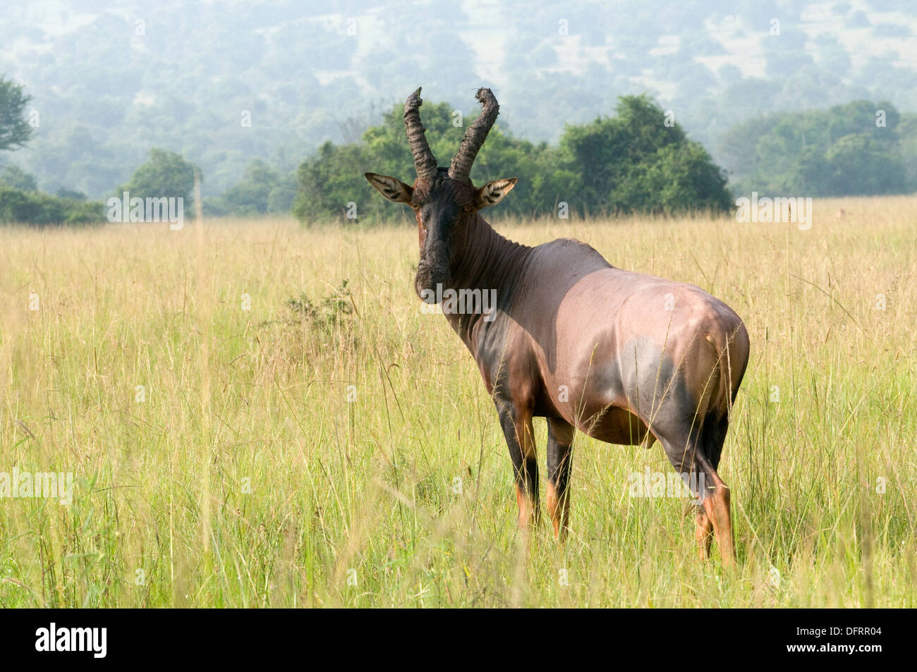 Topi male Akagera National Game Park Rwanda Central Africa Stock Photo ...