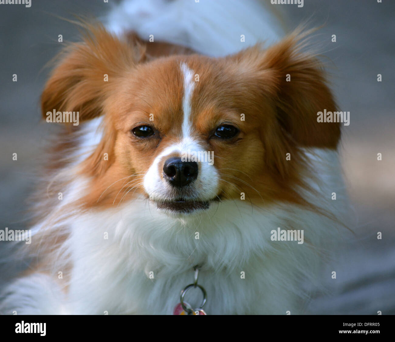 Pappillon dog hi-res stock photography and images - Alamy