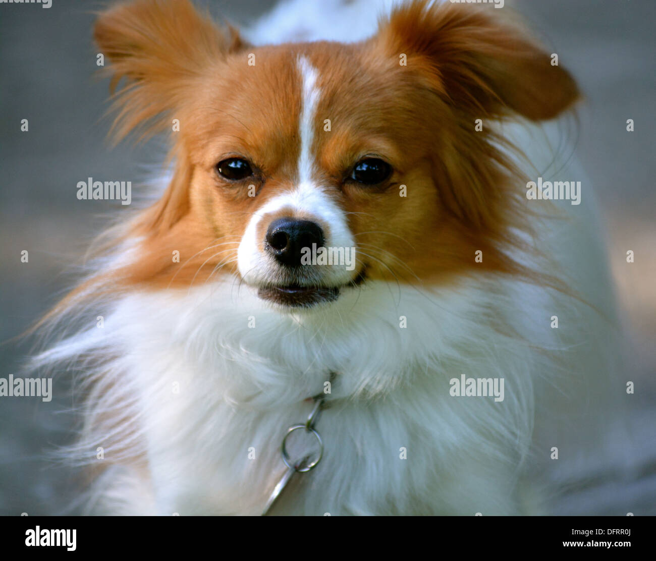 Pappillon hi-res stock photography and images - Alamy