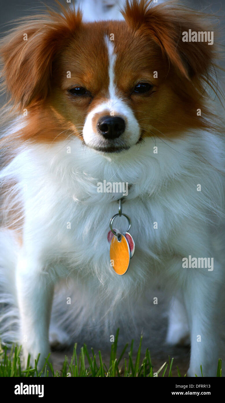 Pappillon hi-res stock photography and images - Alamy