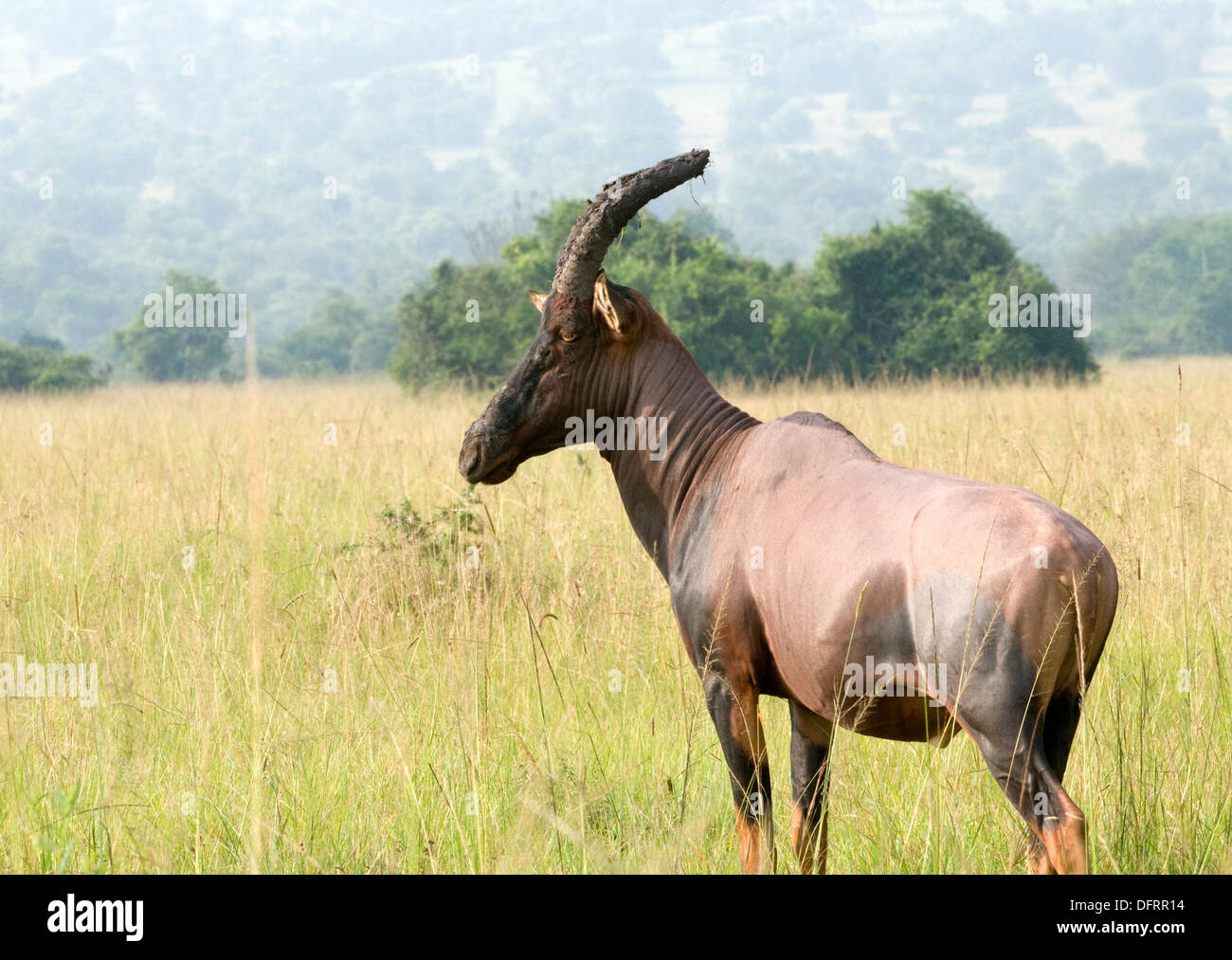 Topi male Akagera National Game Park Rwanda Central Africa Stock Photo ...