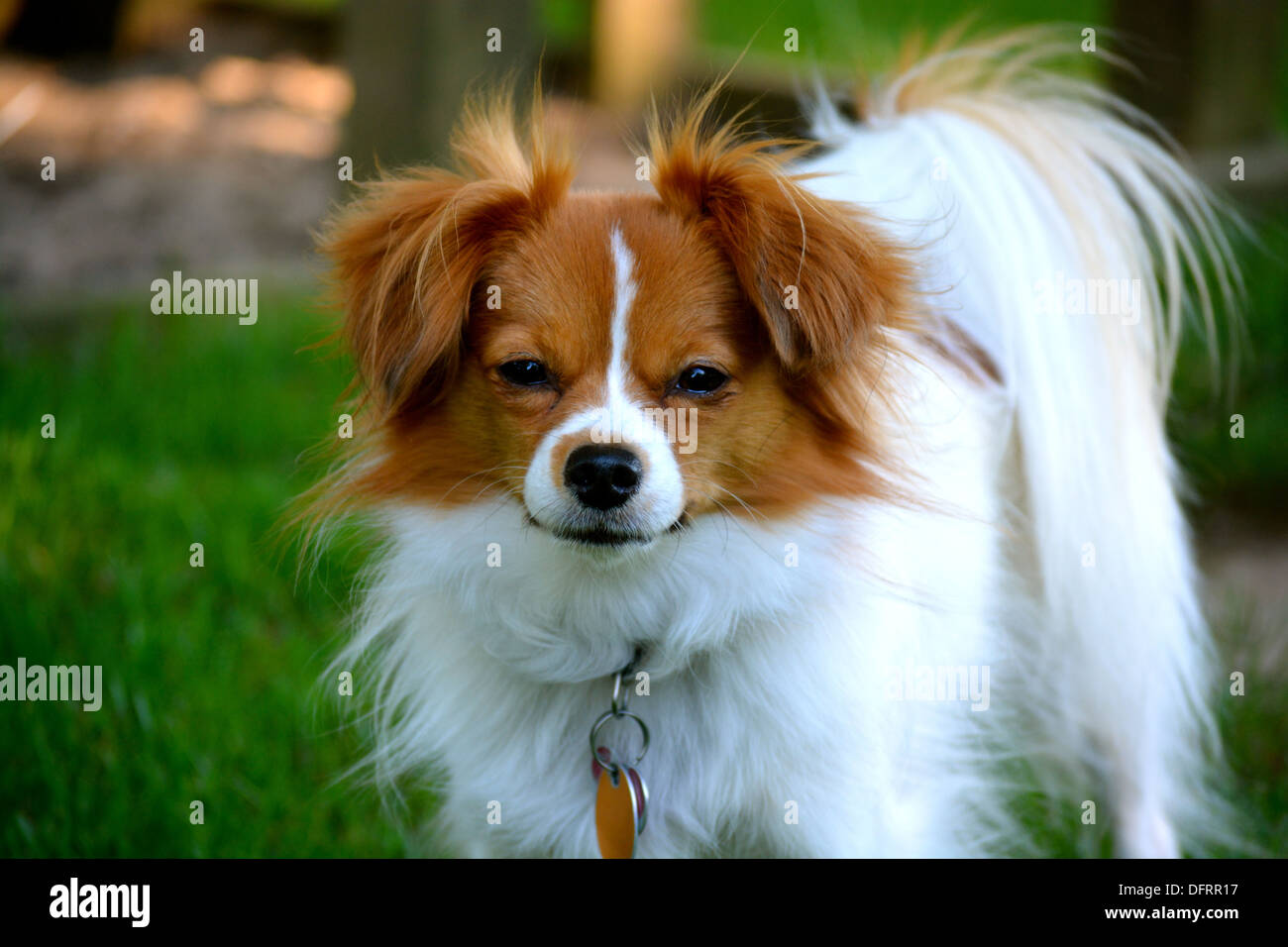 Pappillon hi-res stock photography and images - Alamy