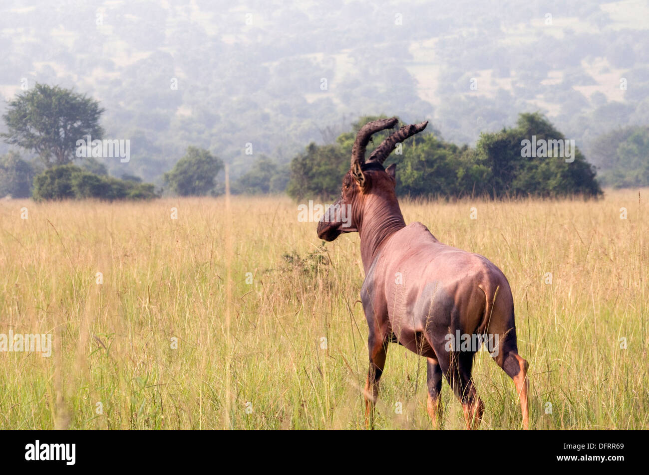 Topi male Akagera National Game Park Rwanda Central Africa Stock Photo ...