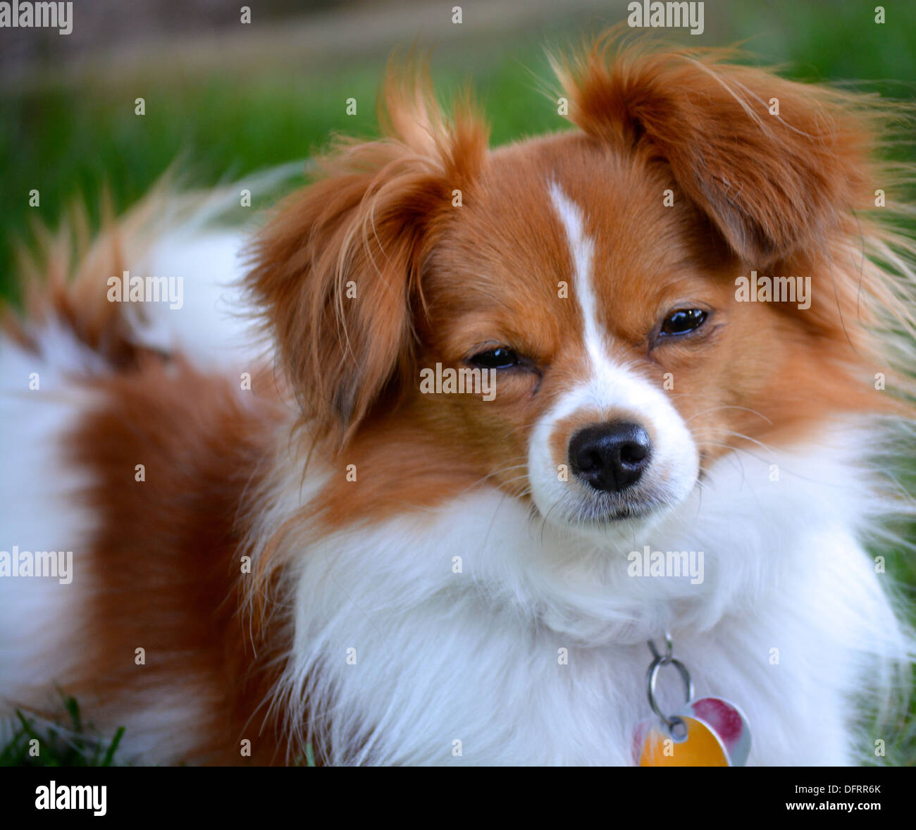 Pappillon hi-res stock photography and images - Alamy