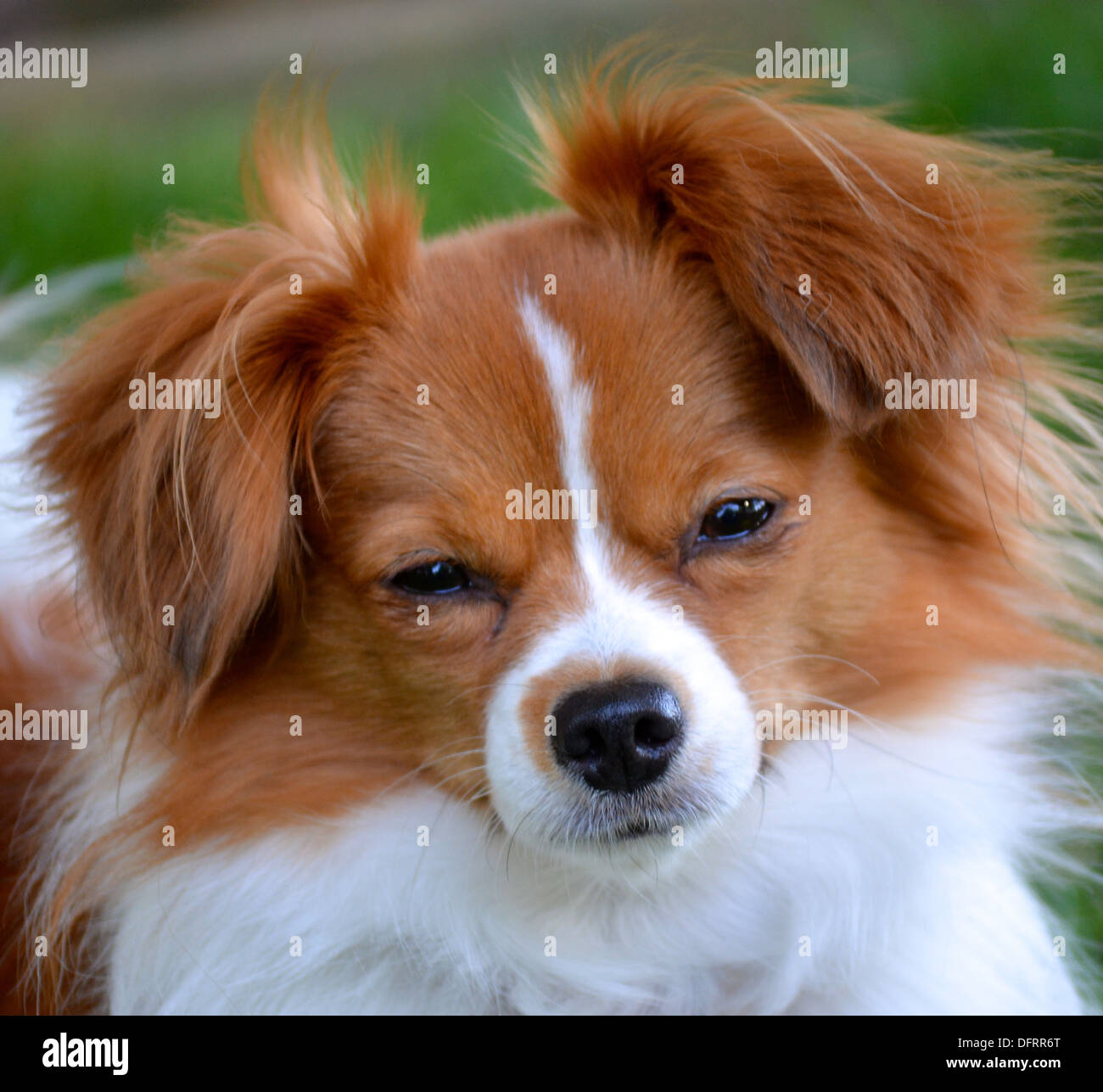 Pappillon Puppy Stares at the Camera Stock Photo - Alamy