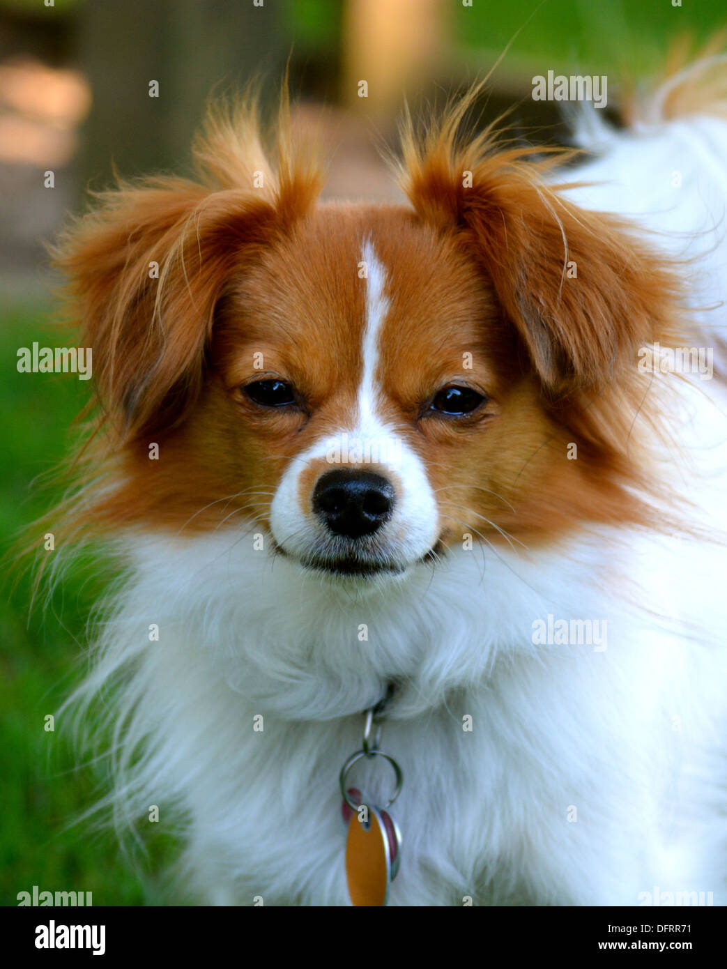 Pappillon Puppy Stares at the Camera Stock Photo - Alamy
