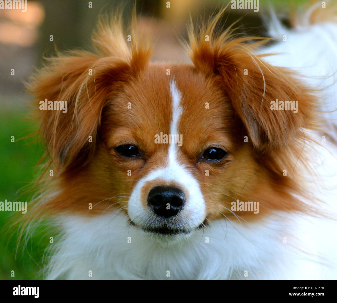 Pappillon hi-res stock photography and images - Alamy