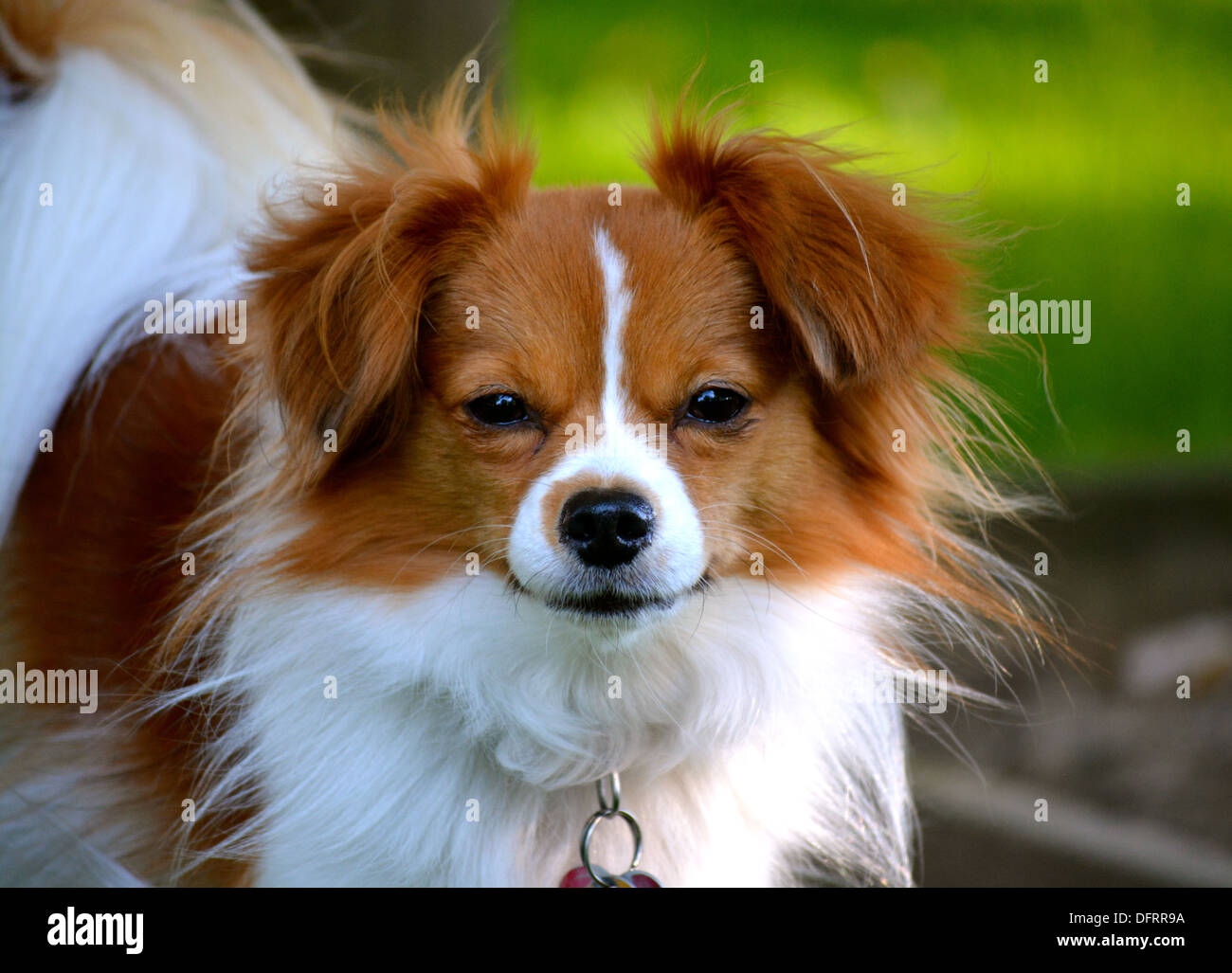 Pappillon dog hi-res stock photography and images - Alamy