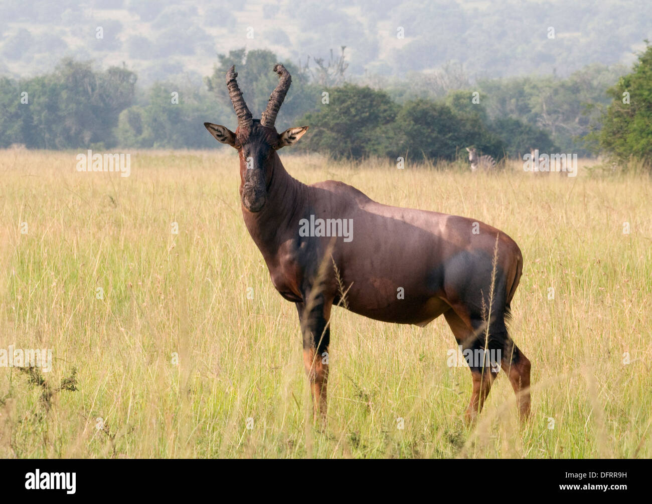 Topi male Akagera National Game Park Rwanda Central Africa Stock Photo ...