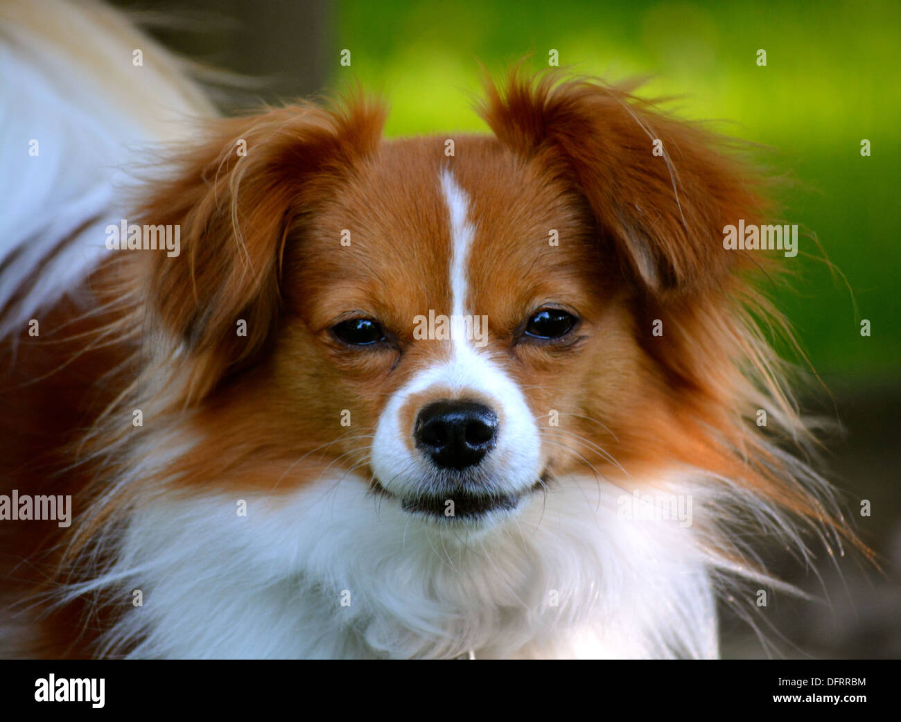 Pappillon hi-res stock photography and images - Alamy