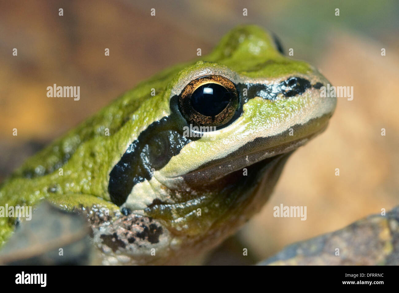 Pseudacris regilla Pacific tree frog chorus frog Canada Stock Photo - Alamy
