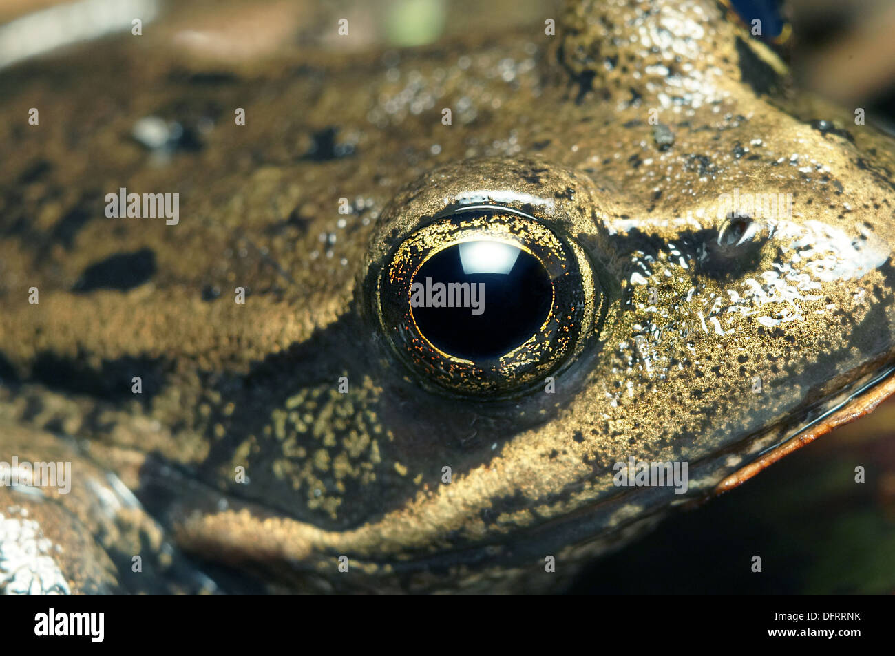 Northern red legged frog Rana aurora Canada Stock Photo - Alamy