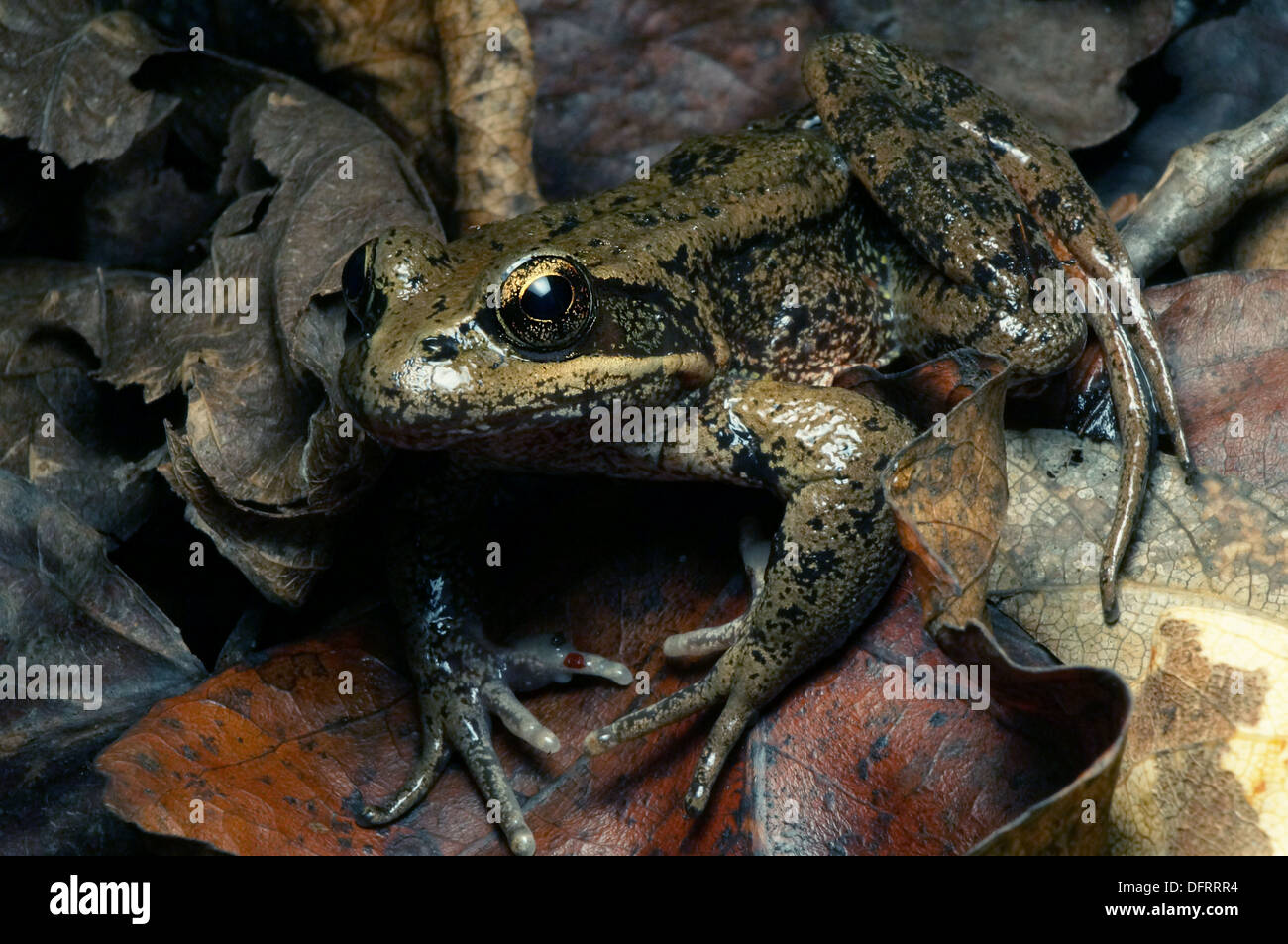 Northern red legged frog Rana aurora Canada Stock Photo - Alamy