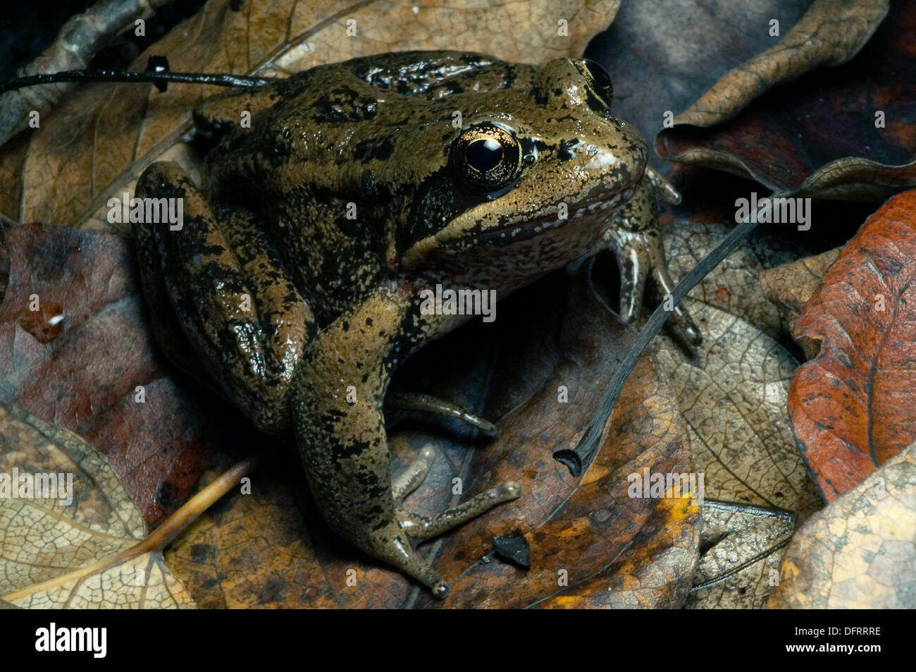 Northern red legged frog Rana aurora Canada Stock Photo - Alamy
