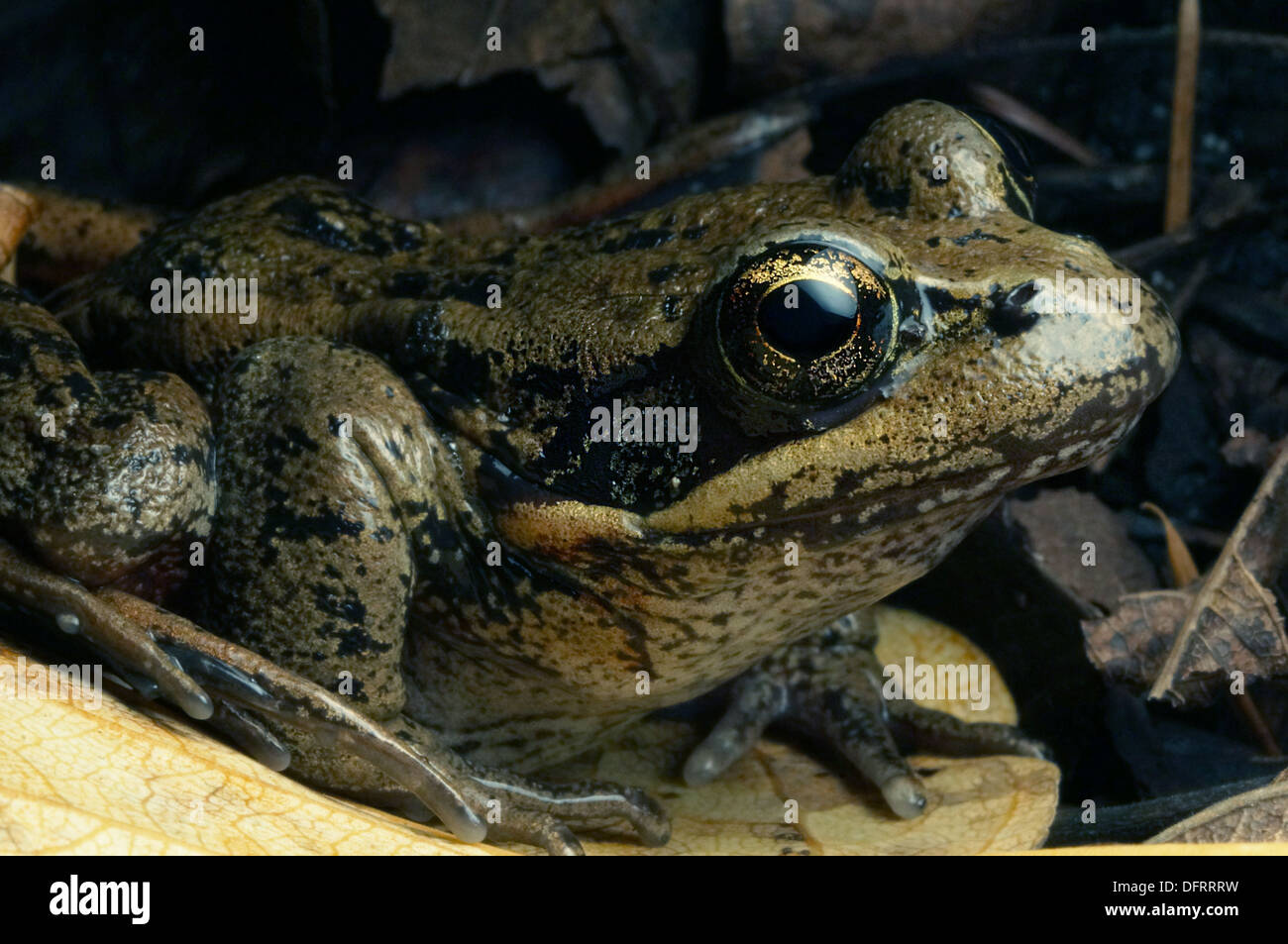 Northern red legged frog Rana aurora Canada Stock Photo - Alamy