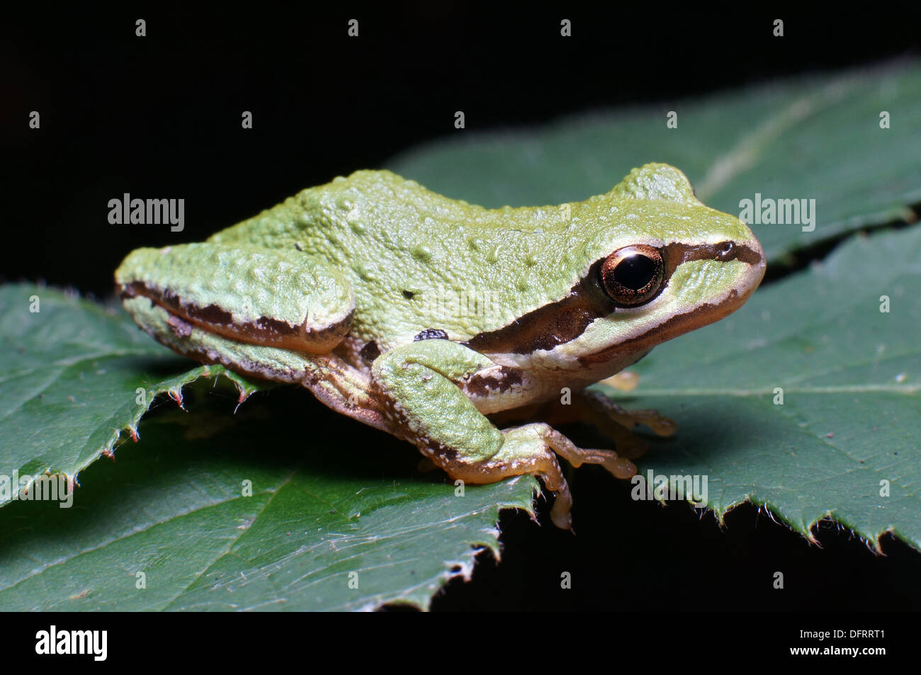 Pseudacris regilla Pacific tree frog chorus frog Stock Photo - Alamy