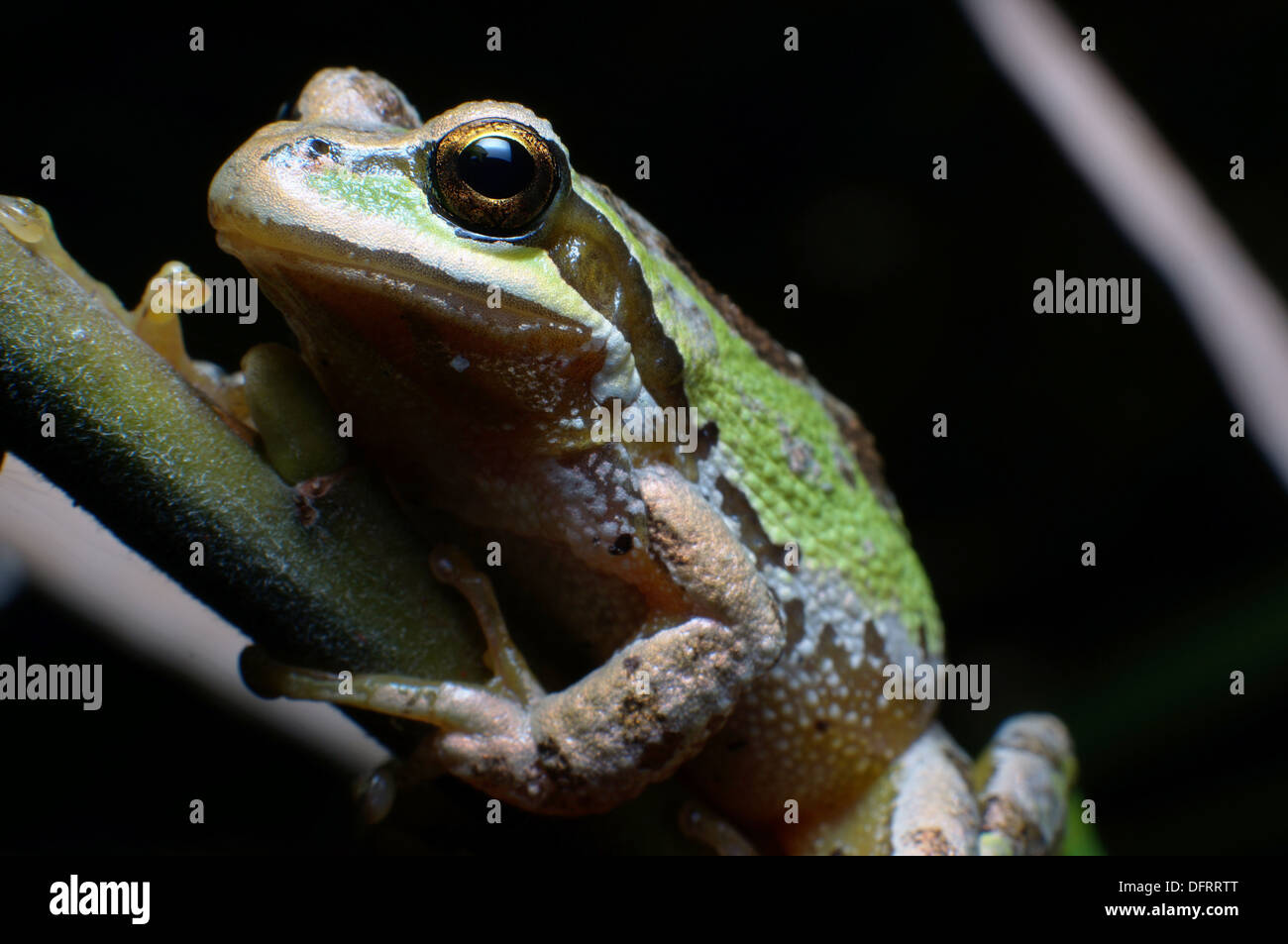 Pseudacris regilla Pacific tree frog chorus frog Stock Photo - Alamy