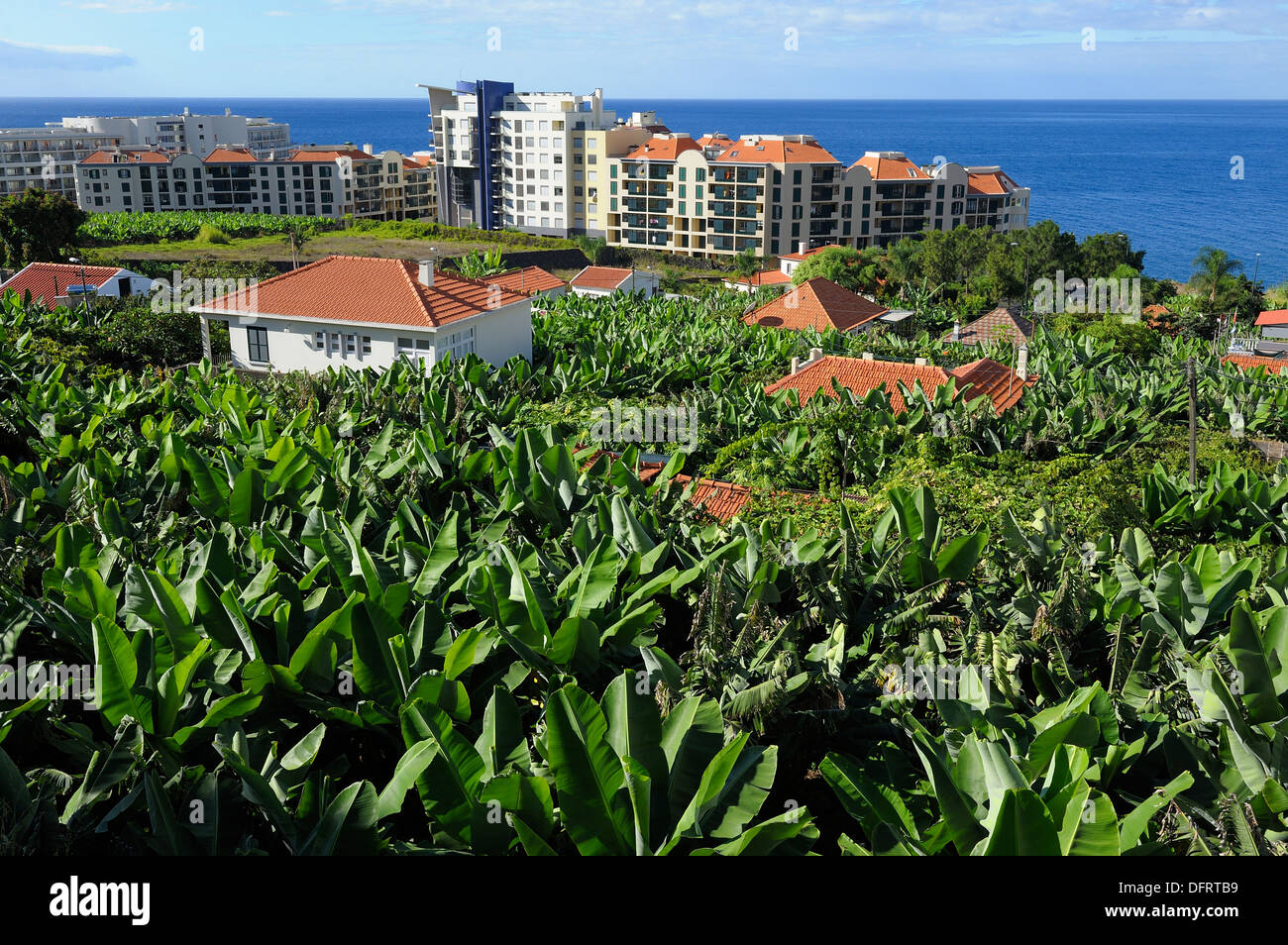 Banana plantation Madeira Portugal Stock Photo - Alamy