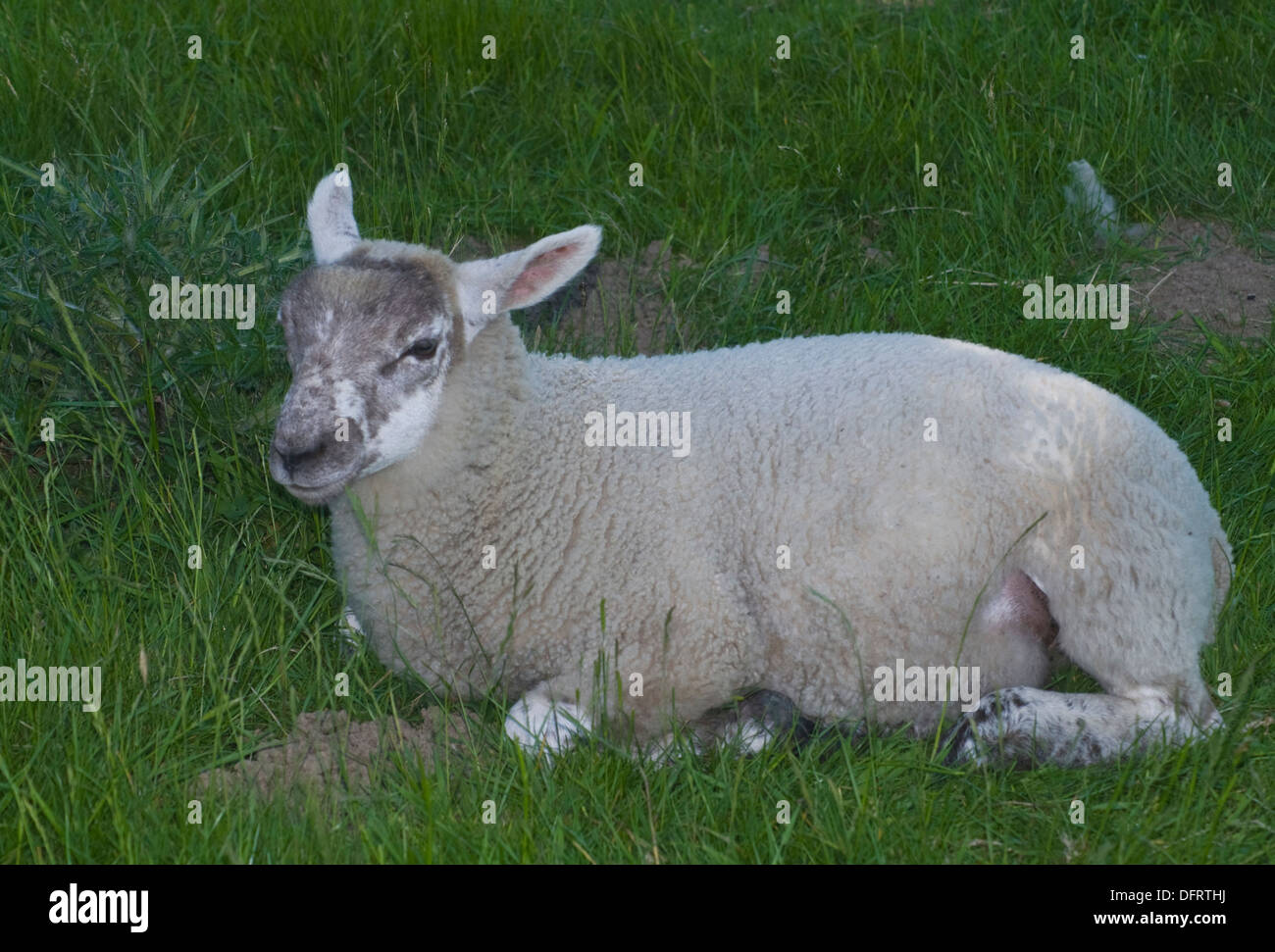 Sheep Resting On The Grass Stock Photo - Alamy