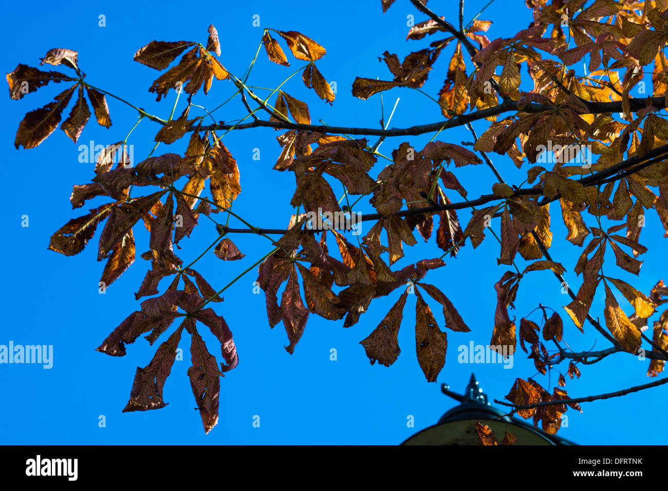 autumn leaves leafs changing color colour blue sky Stock Photo - Alamy