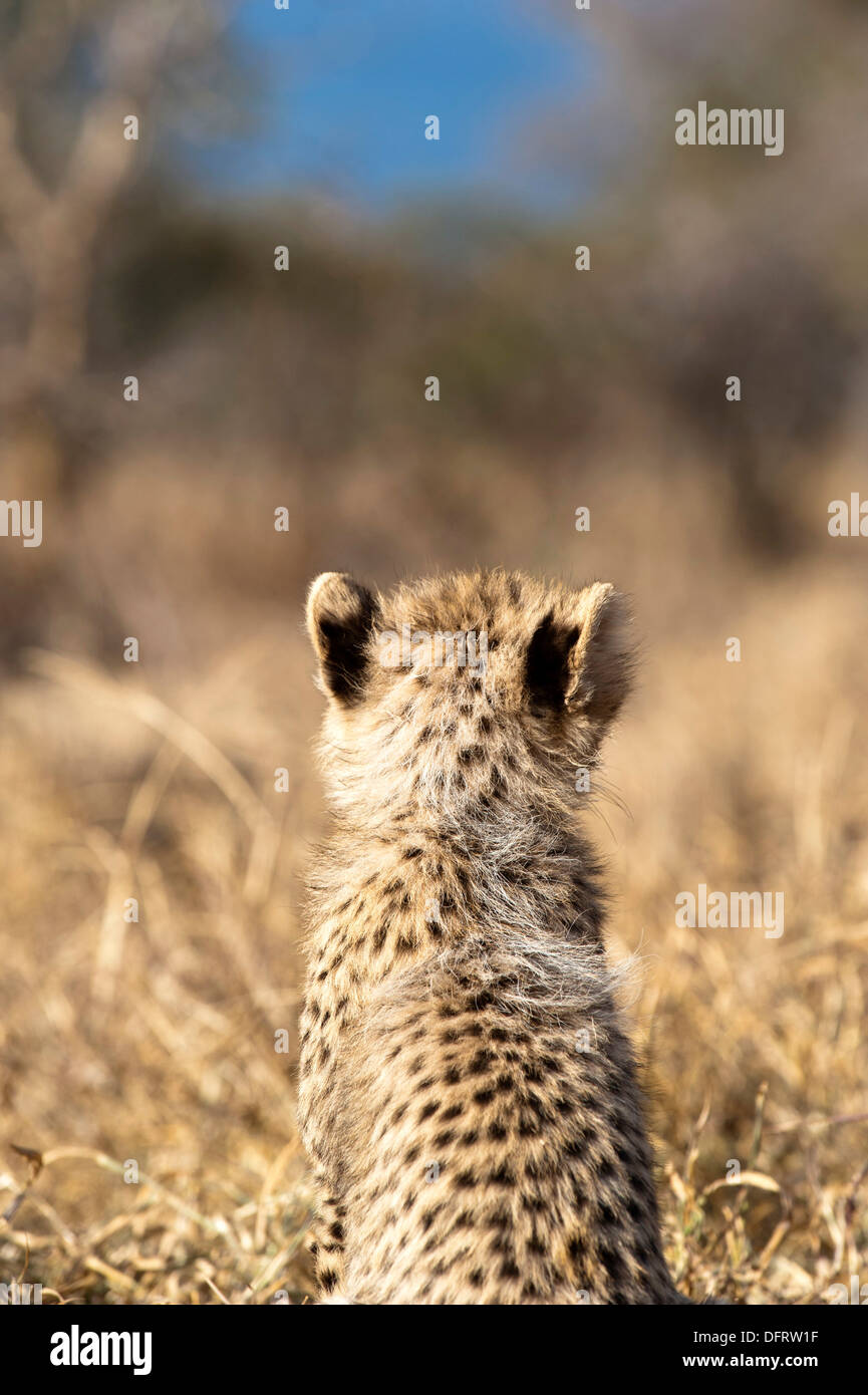 One young cheetah hi-res stock photography and images - Alamy