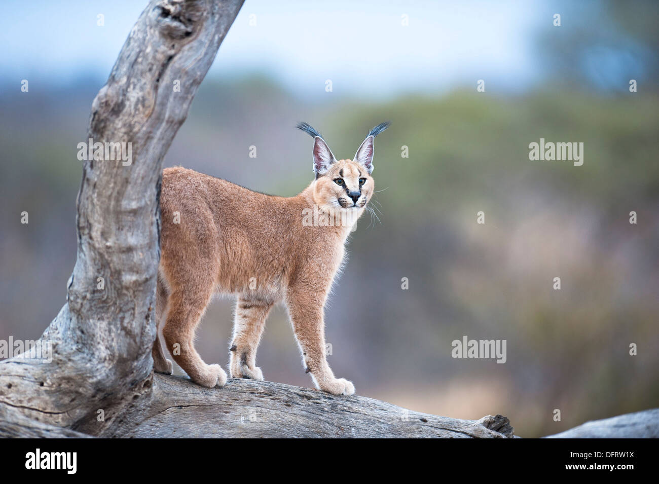 Caracal caracal tree hi-res stock photography and images - Alamy