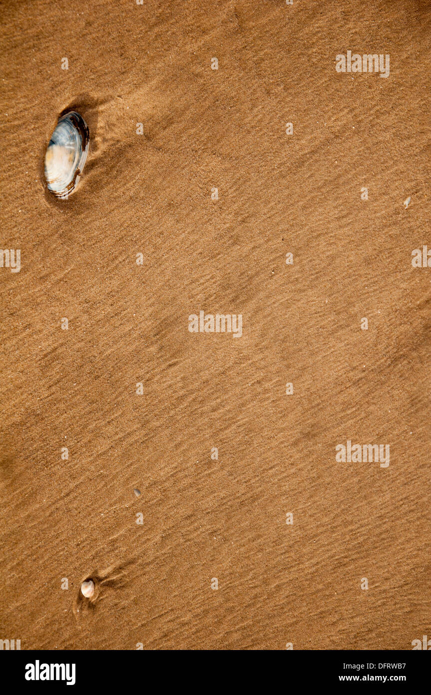 Sand and shell background Stock Photo - Alamy Sand and shell background Stock Photo - Alamy