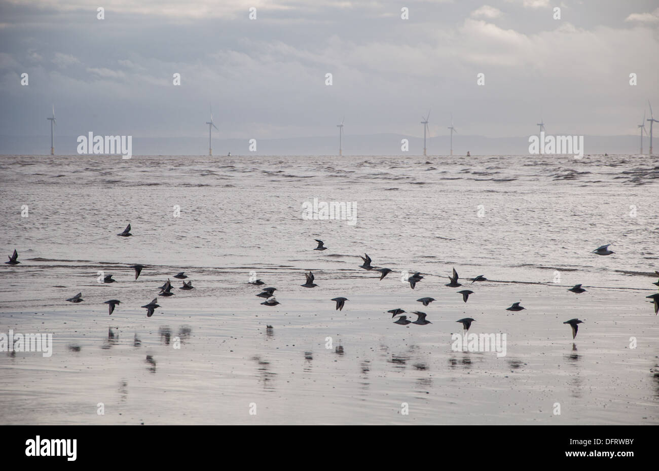 Flock of birds with wind farm in background Stock Photo - Alamy