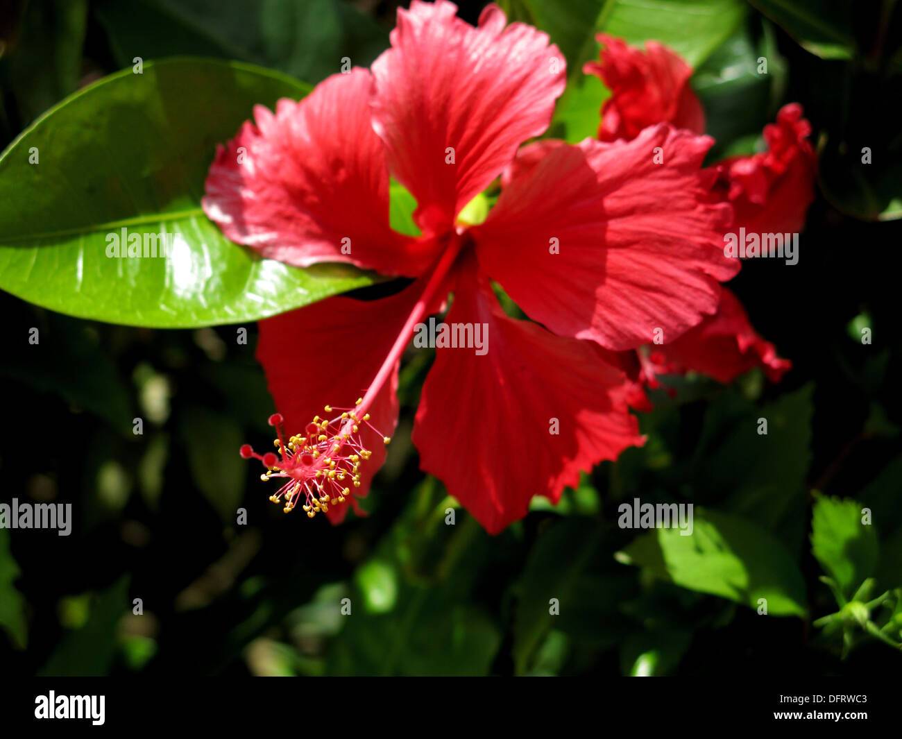 Dominican republic flower red hi-res stock photography and images - Alamy