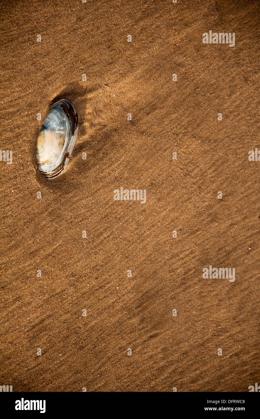 Sand and shell background Stock Photo - Alamy Sand and shell background Stock Photo - Alamy