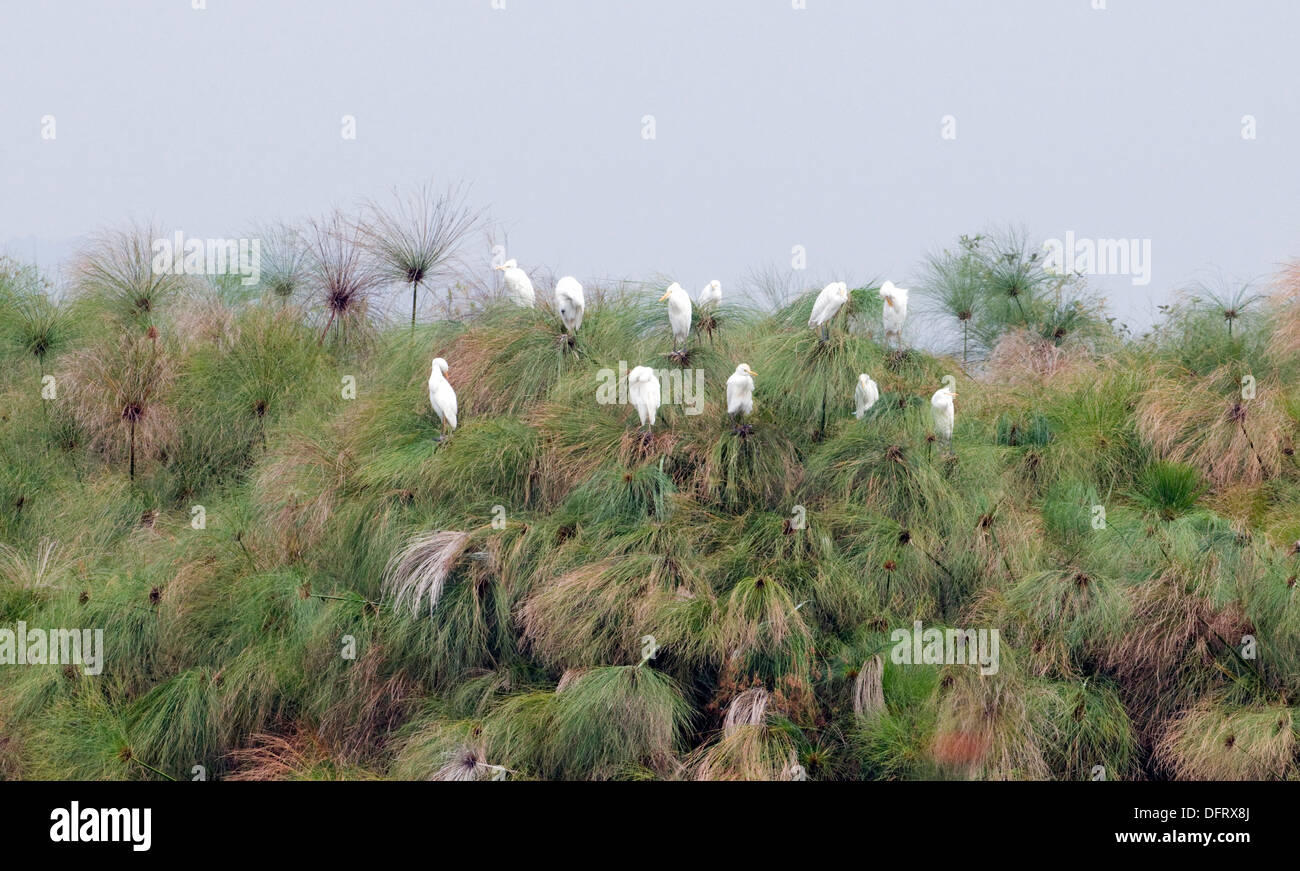 Kagera national park hi-res stock photography and images - Alamy