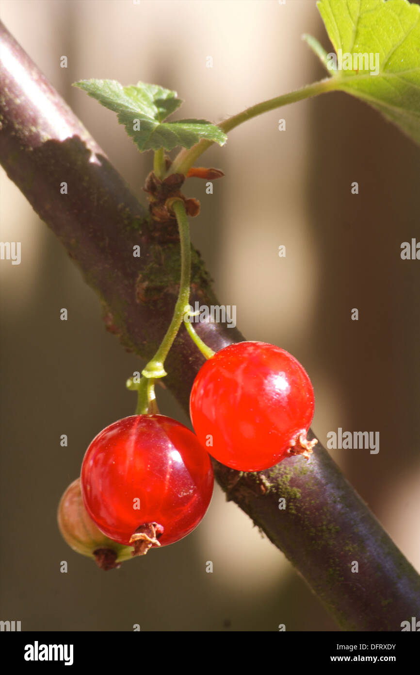 red currant berries branch leaves Stock Photo - Alamy