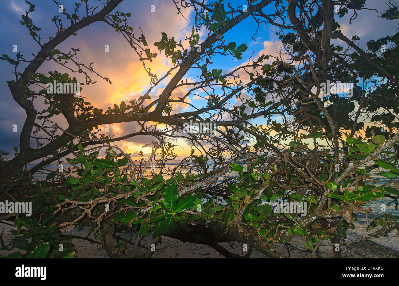 Dawn sunlight colors the sky in front of mangrove trees along the ...
