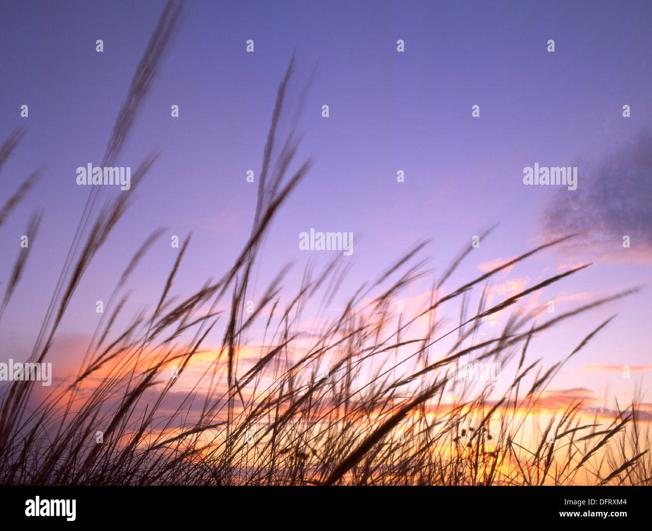 Spartum hi-res stock photography and images - Alamy
