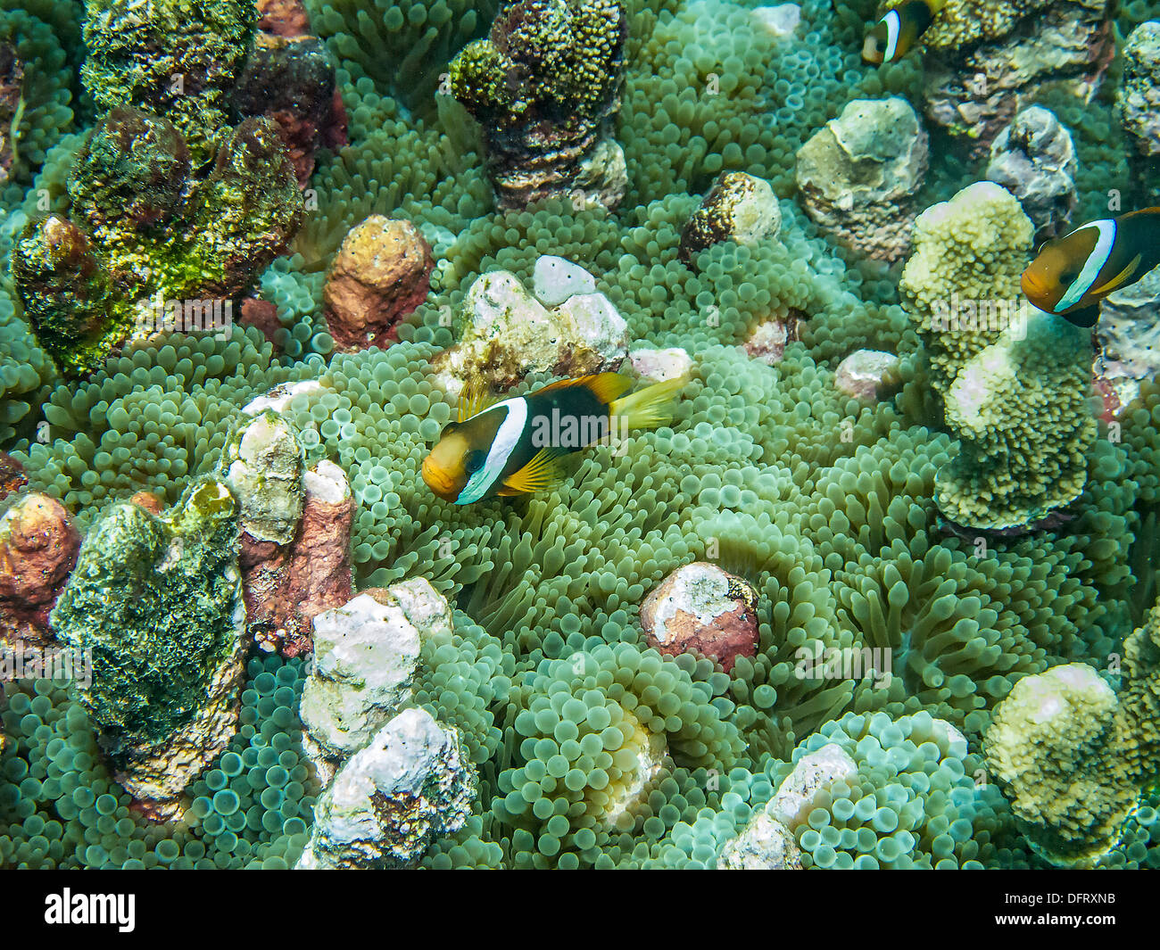 Orange stripped anemone fish, also called cinnamon or fire clownfish ...