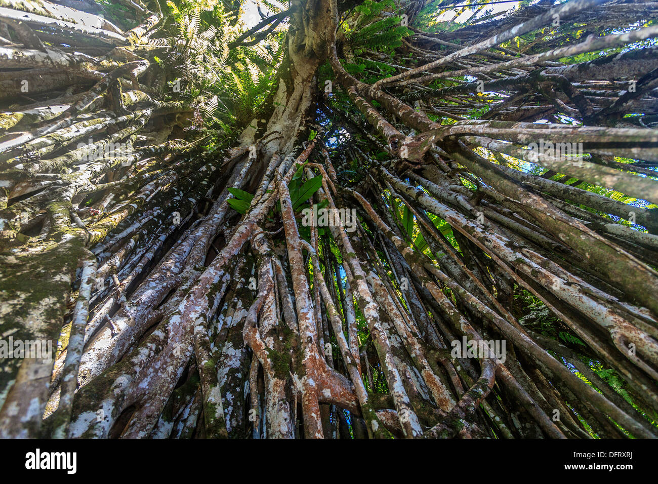 Largest banyon tree on island of Kosrae, Micronesia Stock Photo - Alamy