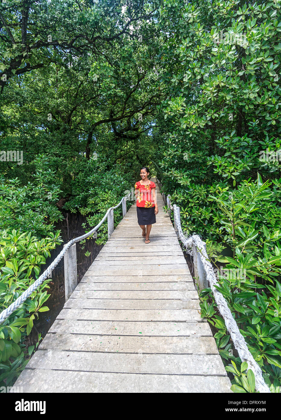 Mangrove boardwalk hi-res stock photography and images - Alamy