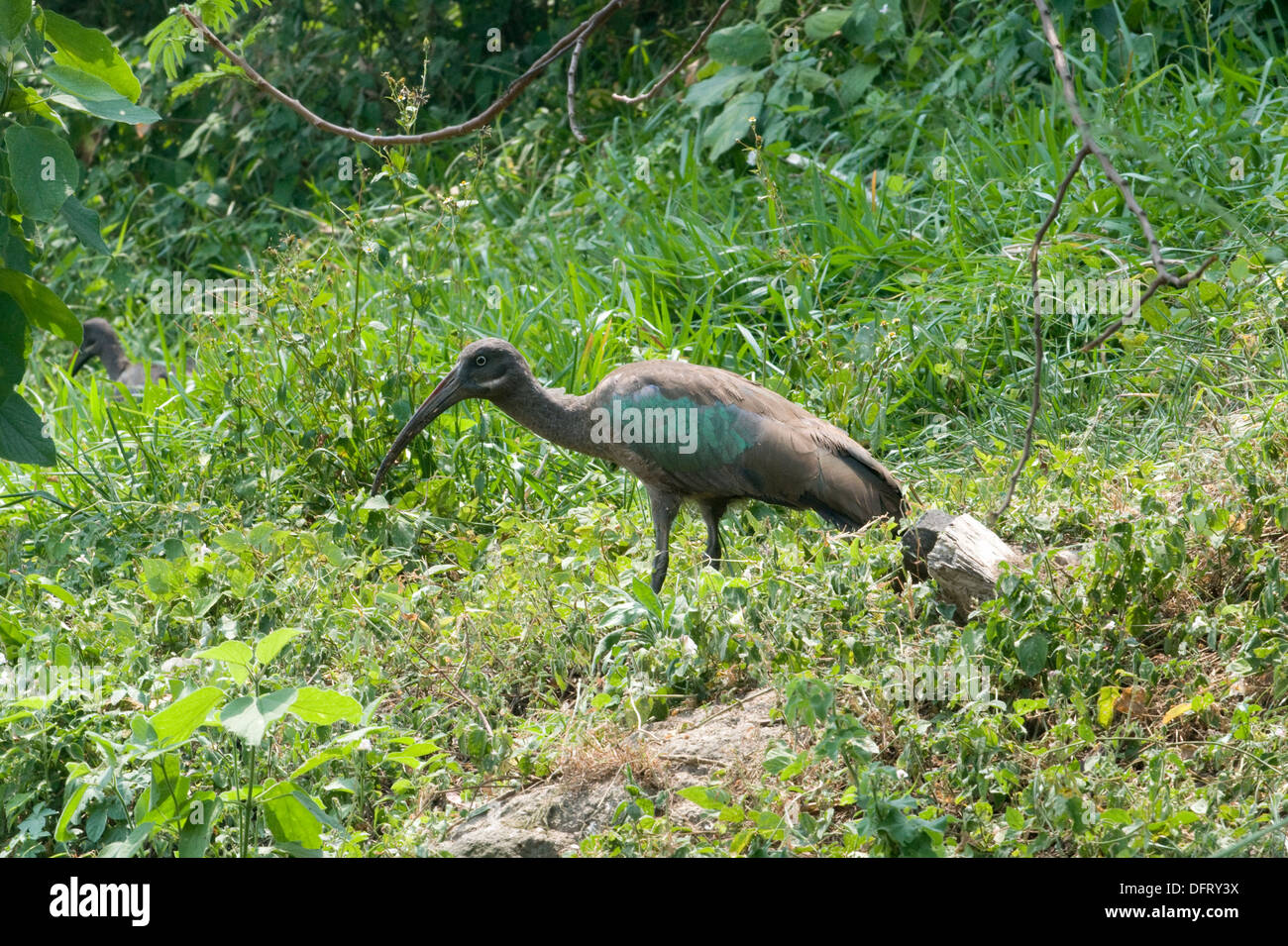 Birds of rwanda hi-res stock photography and images - Alamy