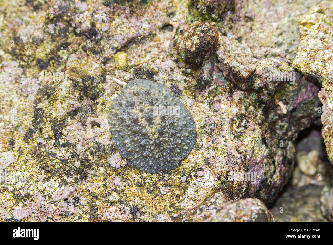 Edible sea slug Stock Photo - Alamy