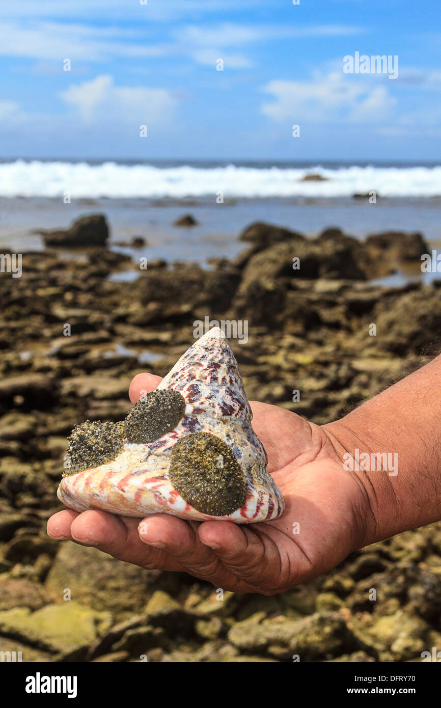 Edible sea slugs clinging to helmet shell Stock Photo - Alamy