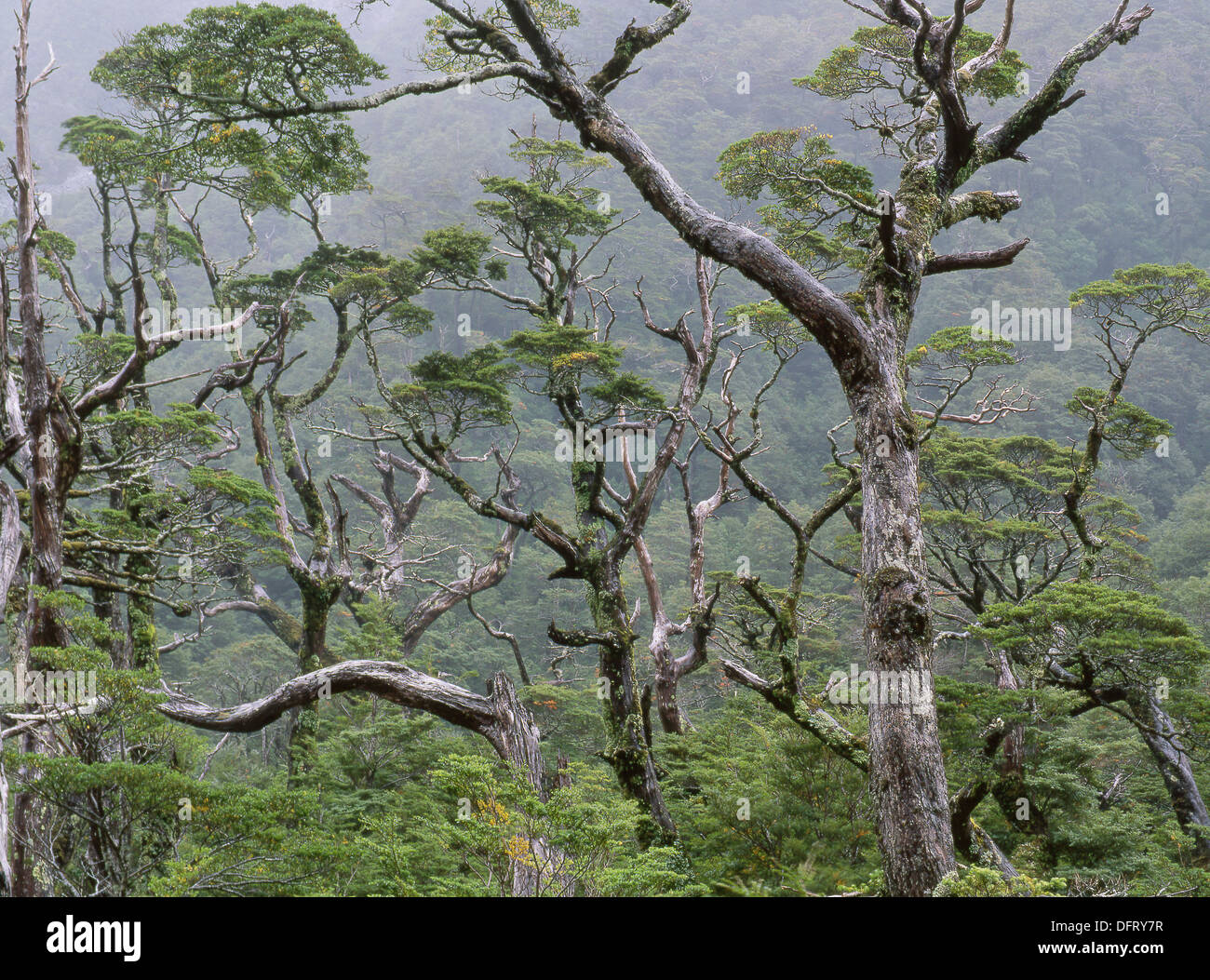 Nothofagus sp hi-res stock photography and images - Alamy