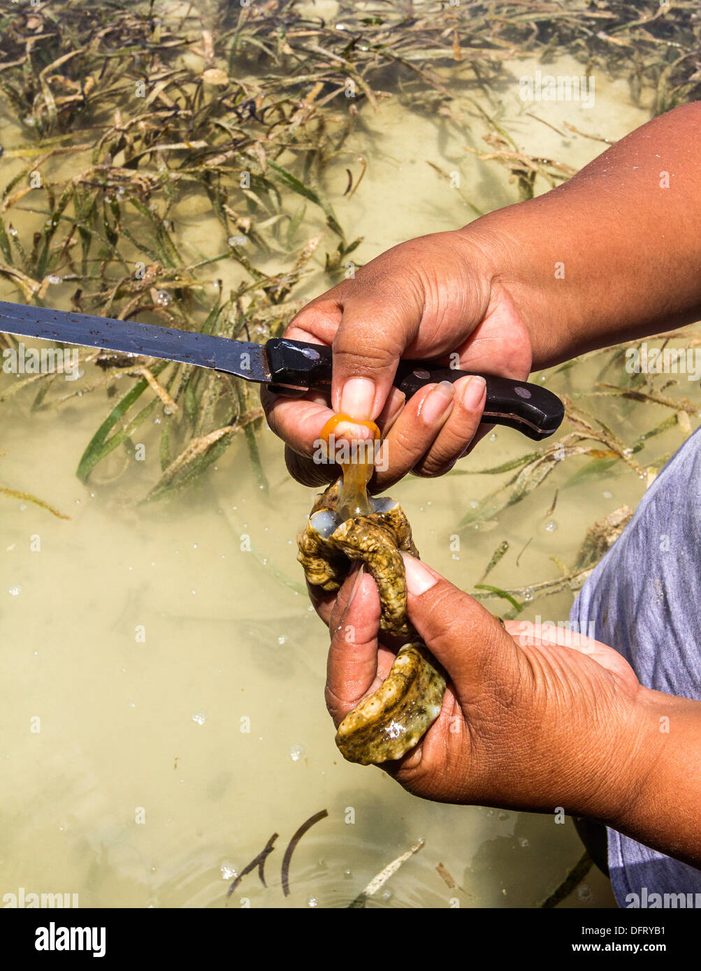 Woman harvests fresh sponge, which is a delicacy in Kosrae, Micronesia ...