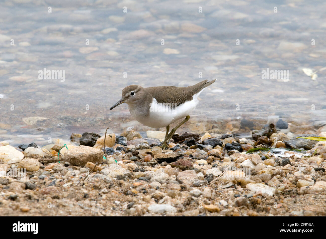 Sandpiper eggs hi-res stock photography and images - Alamy