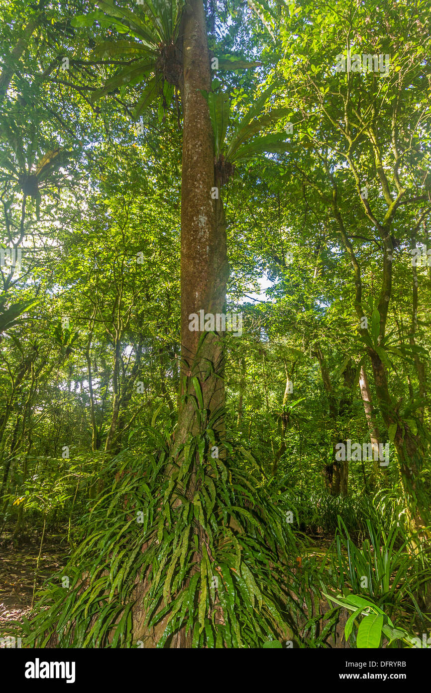 Protected mangrove hi-res stock photography and images - Alamy