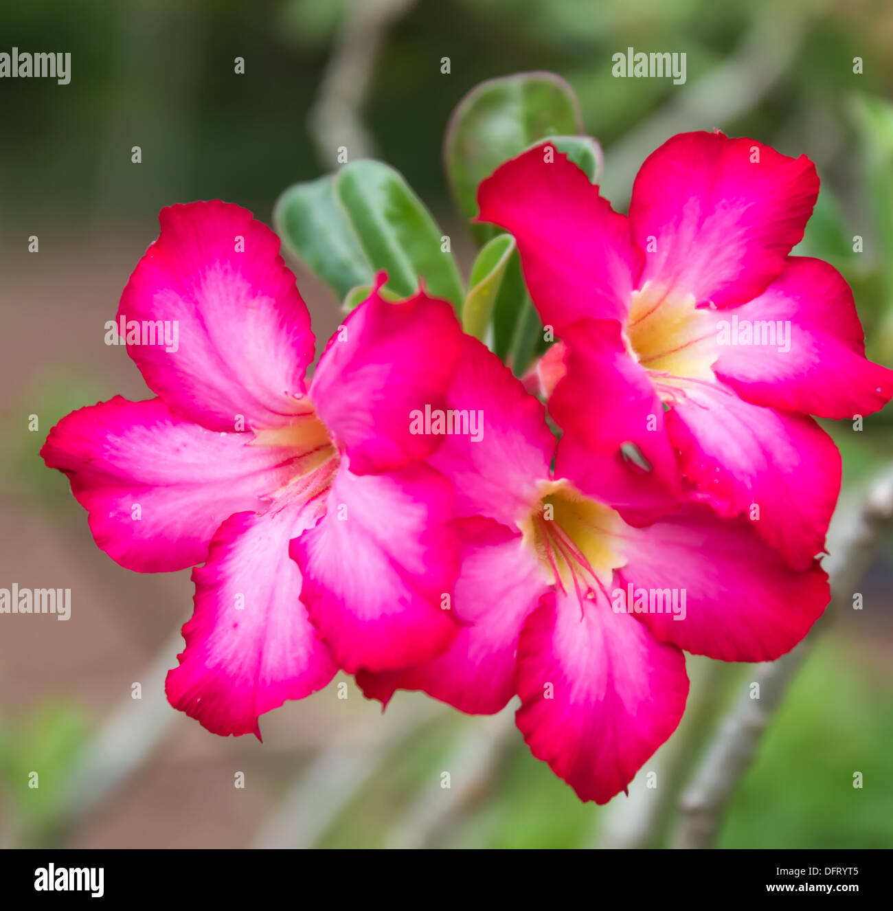 Red desert rose flower close up and flowers at backgroud Stock Photo ...